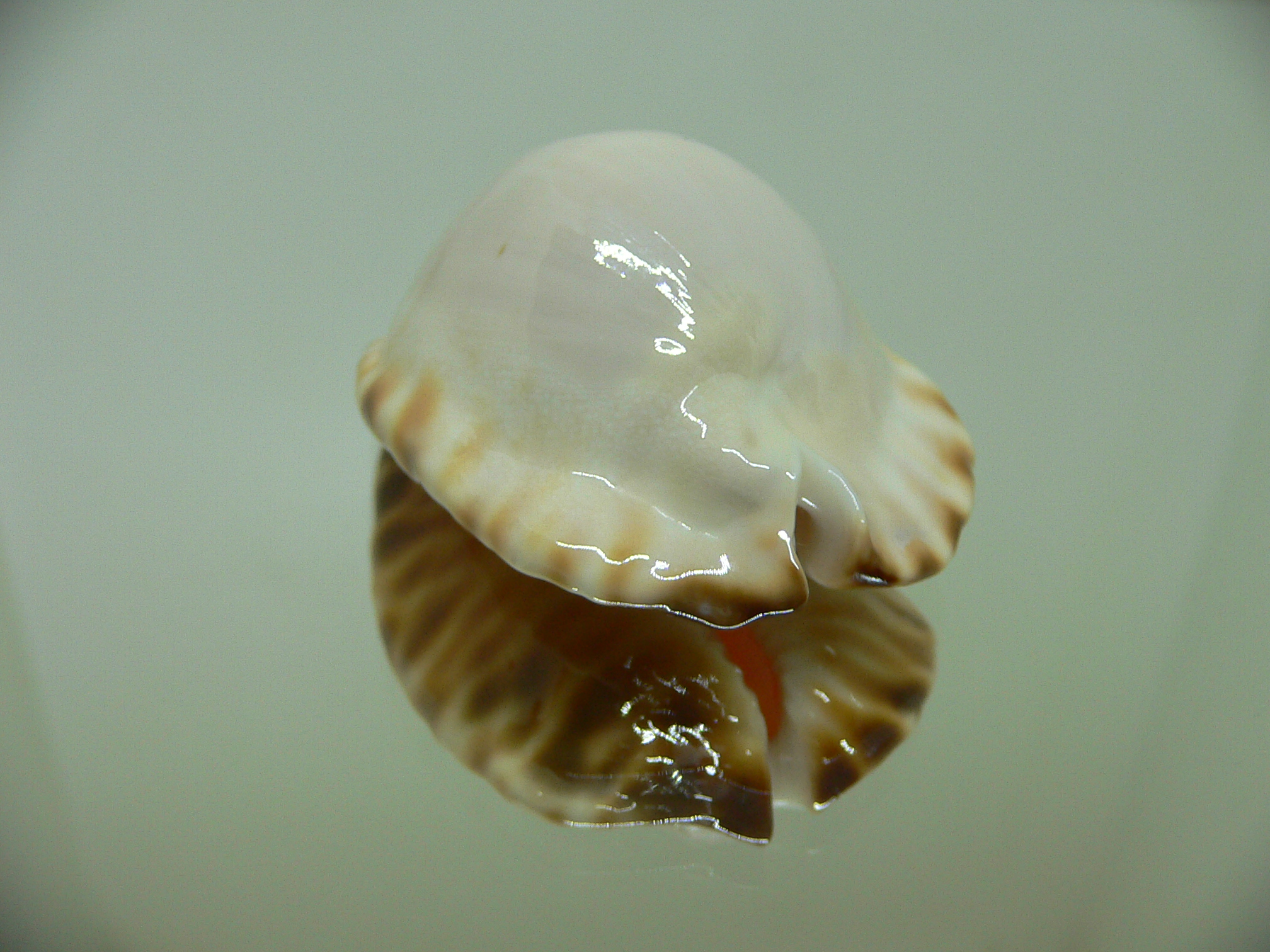 Zoila ketyana hypermarginata (var.) на sea-shells.ru - Морские ракушки