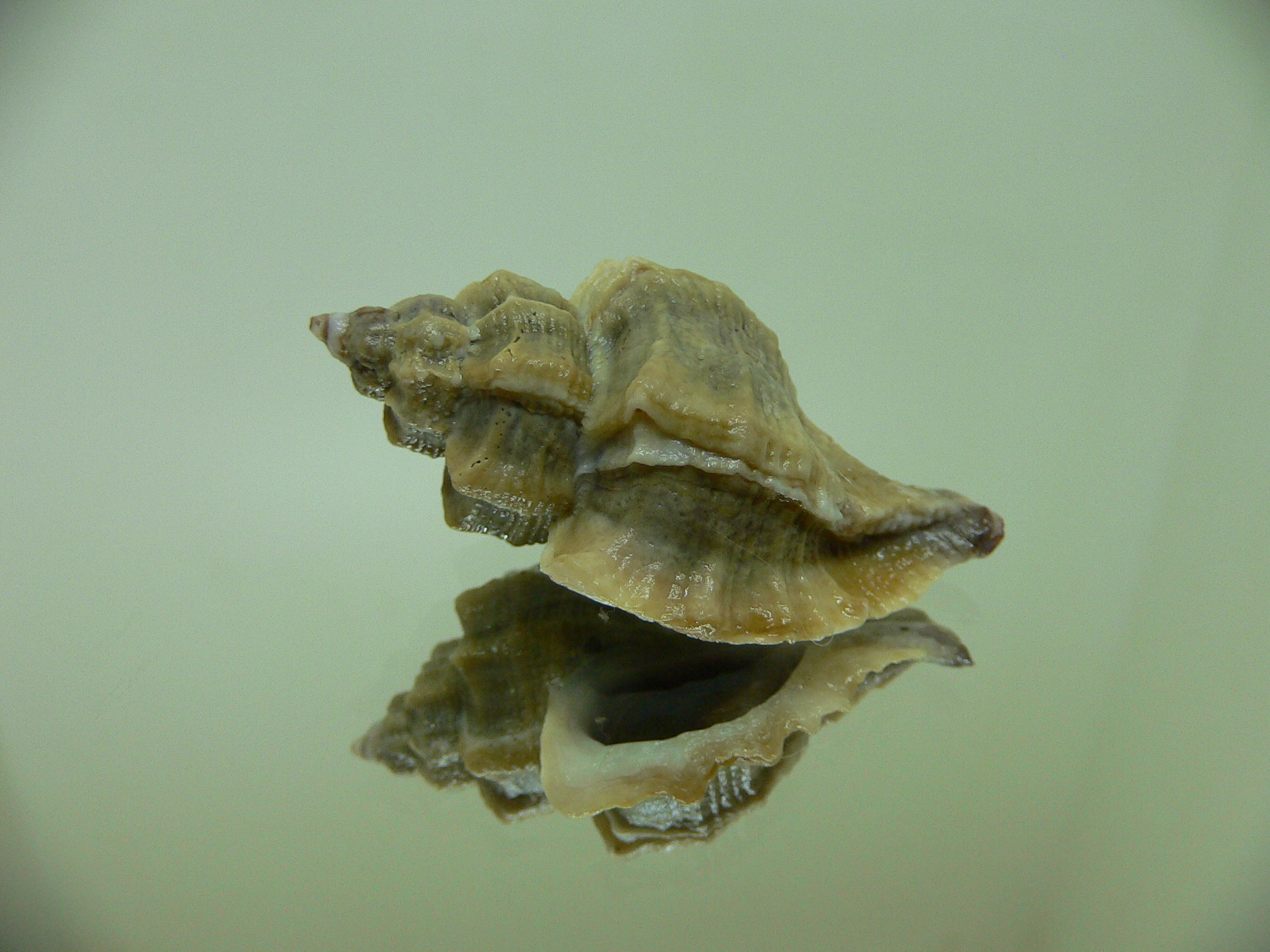 Ocenebra inornata NORTHERN FORM 11 на sea-shells.ru - Морские ракушки