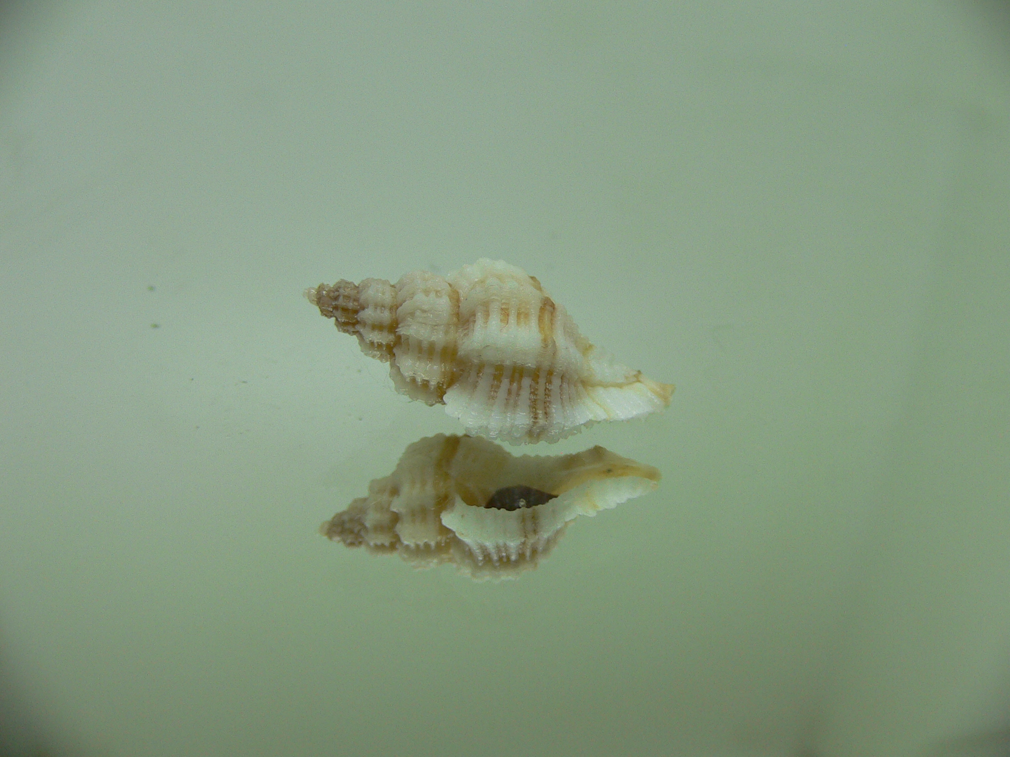 Ocinebrellus lumarius ENDEMIC & RIBBED на sea-shells.ru - Морские ракушки