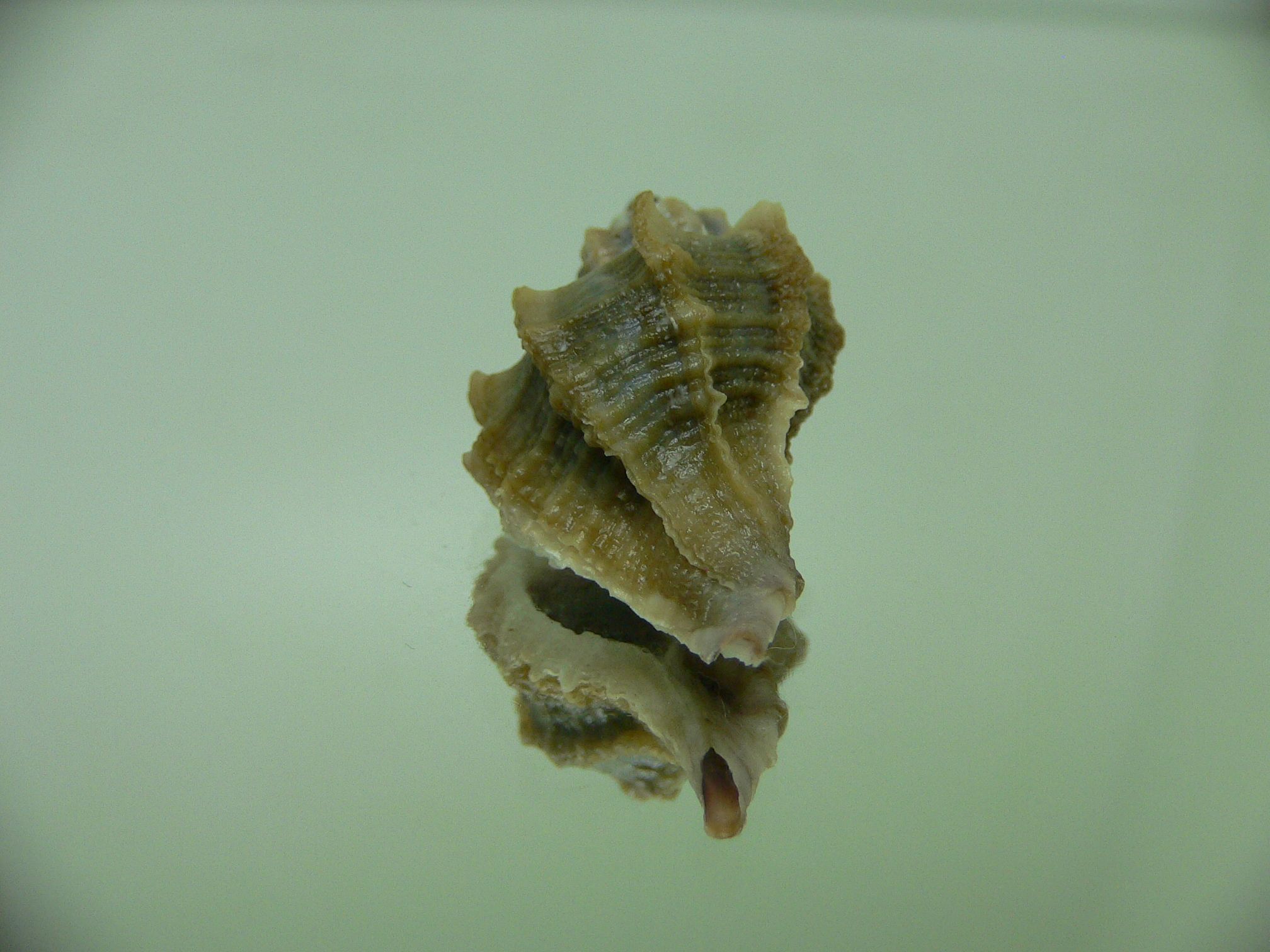 Ocenebra inornata NORTHERN FORM 15 на sea-shells.ru - Морские ракушки