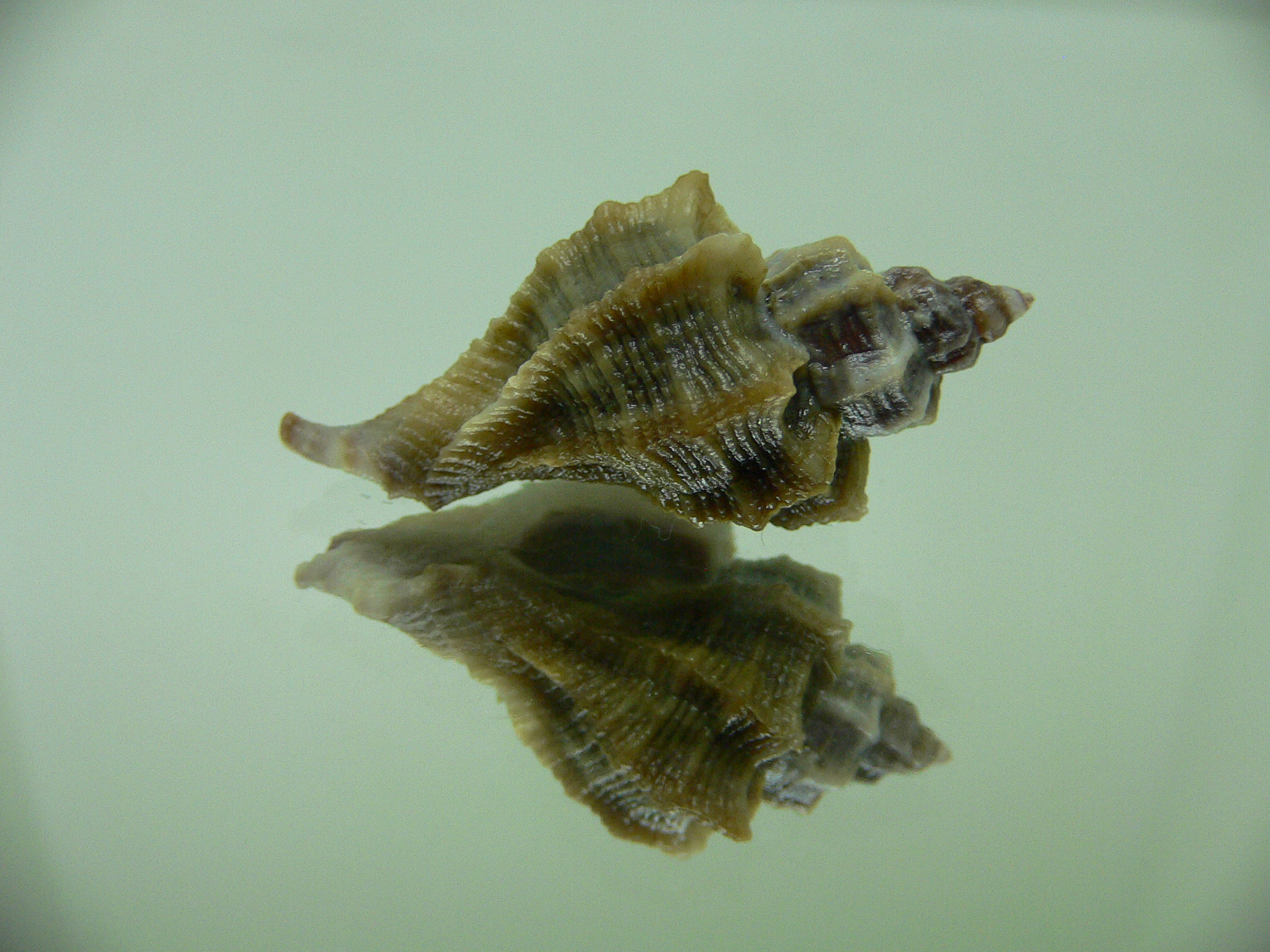Ocenebra inornata NORTHERN FORM 15 на sea-shells.ru - Морские ракушки