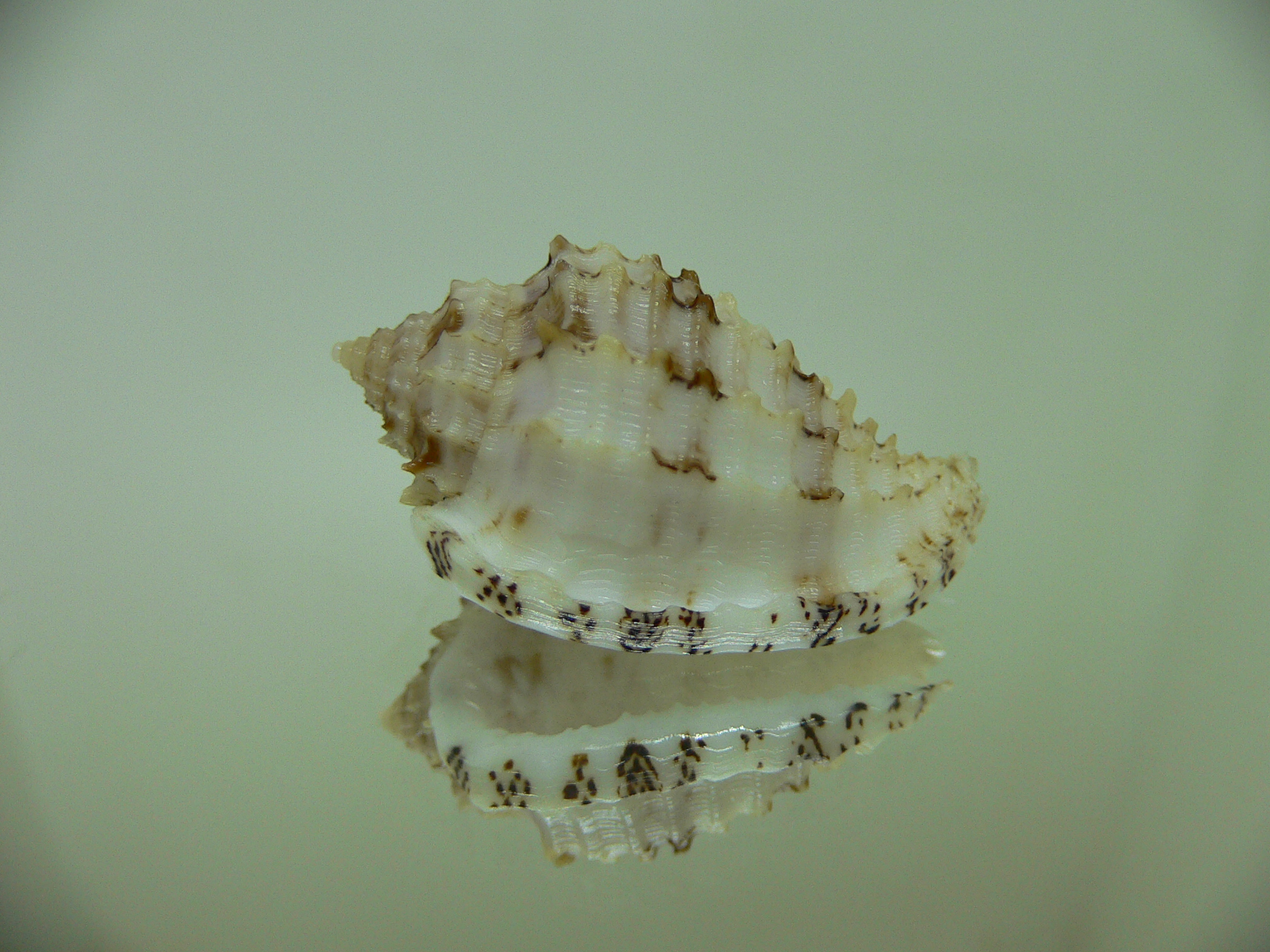 Morum cancellatum DARK STRIPED на sea-shells.ru - Морские ракушки