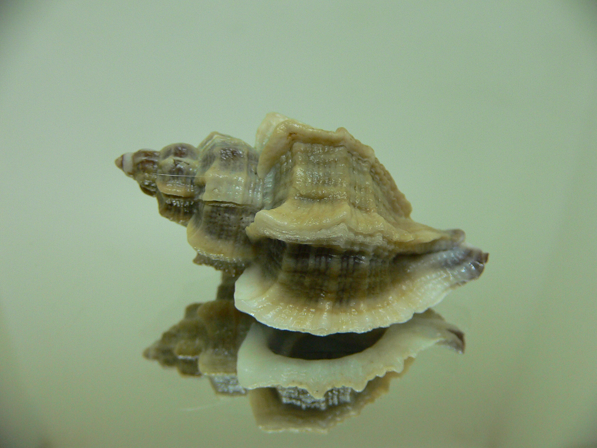 Ocenebra inornata NORTHERN FORM BIG на sea-shells.ru - Морские ракушки