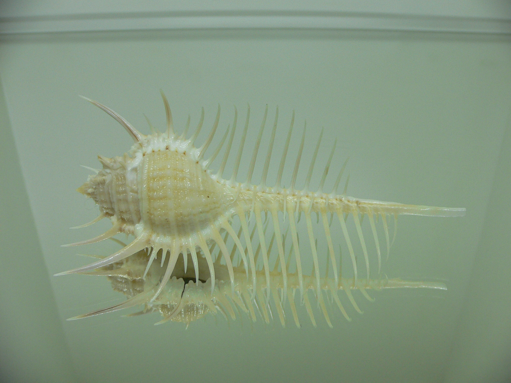 Murex pecten pecten FREAK на sea-shells.ru - Морские ракушки