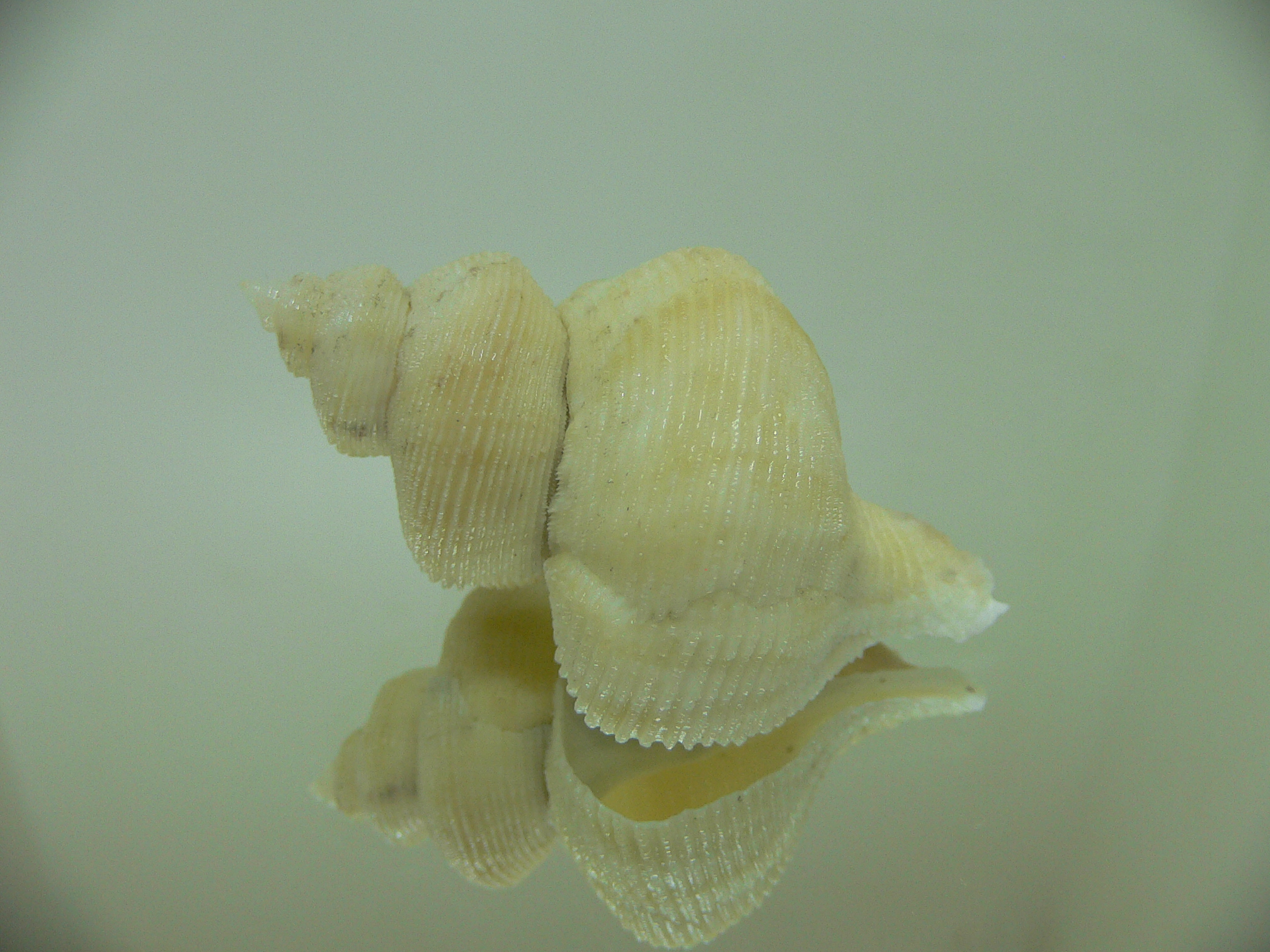 Mipus eugeniae YELLOW 1 на sea-shells.ru - Морские ракушки