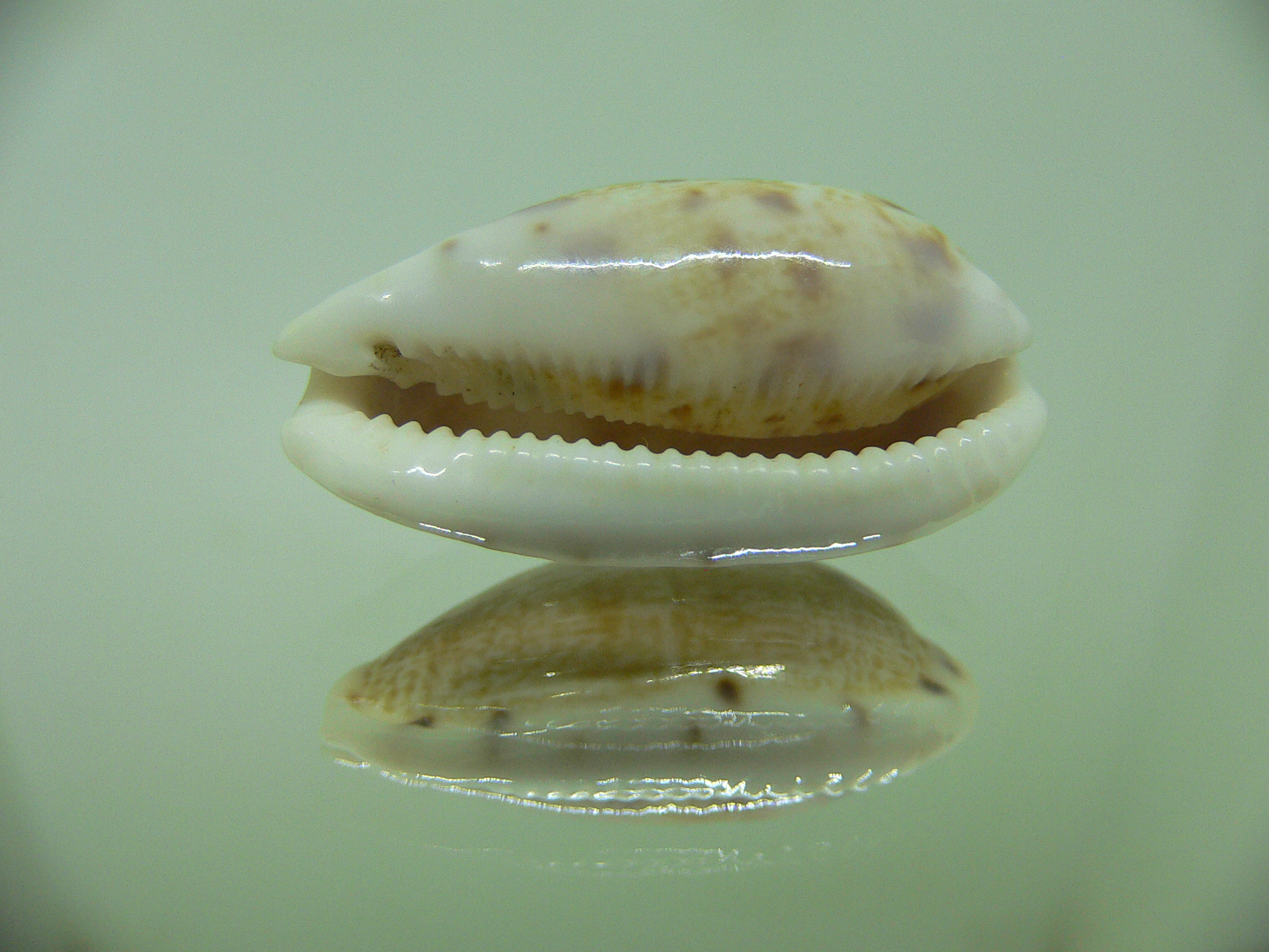 Talostolida teres alveolus (var.) BIG & LIGHT на sea-shells.ru ...