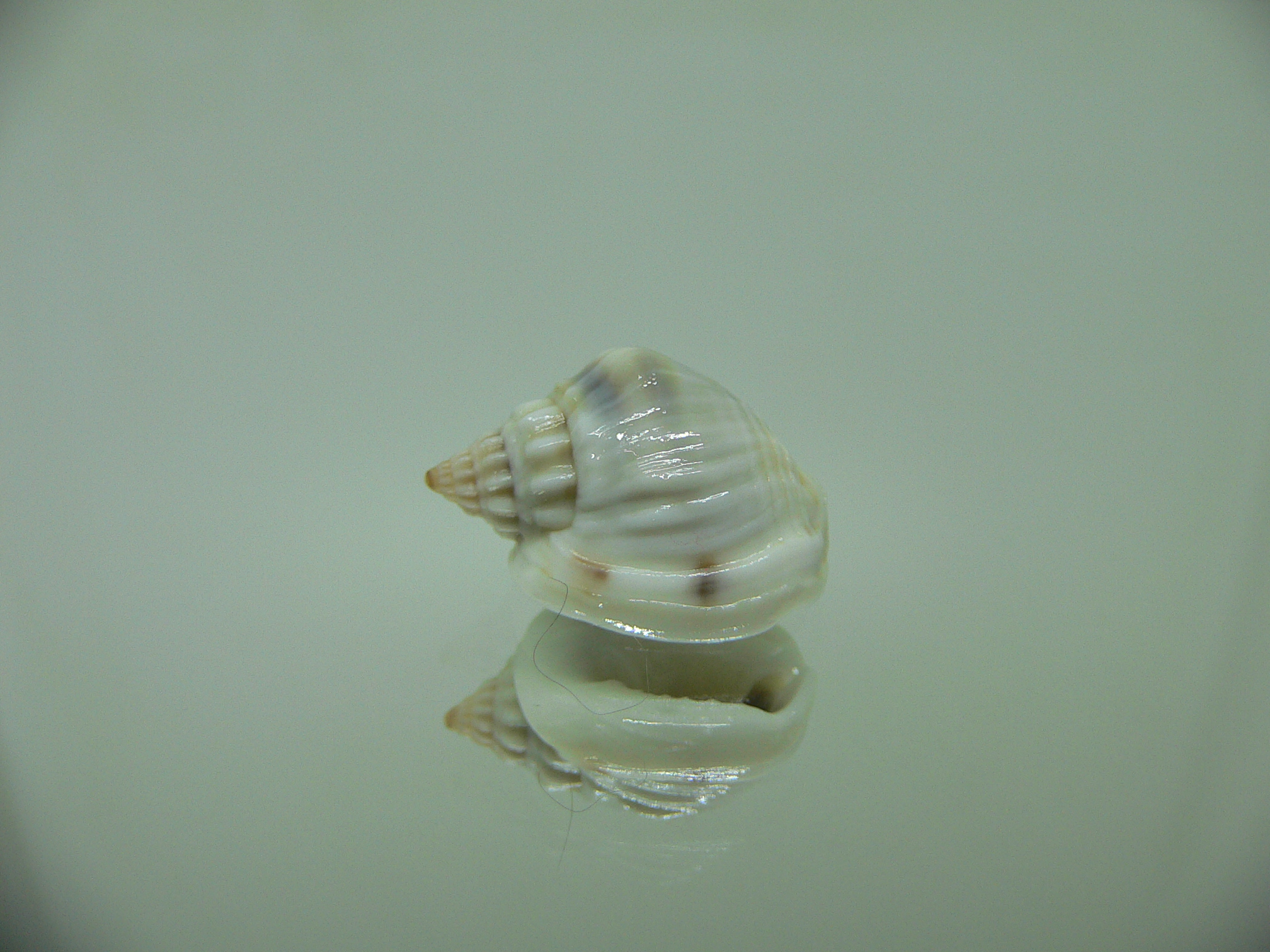 Nassarius bimaculosus 1 BIG на sea-shells.ru - Морские ракушки