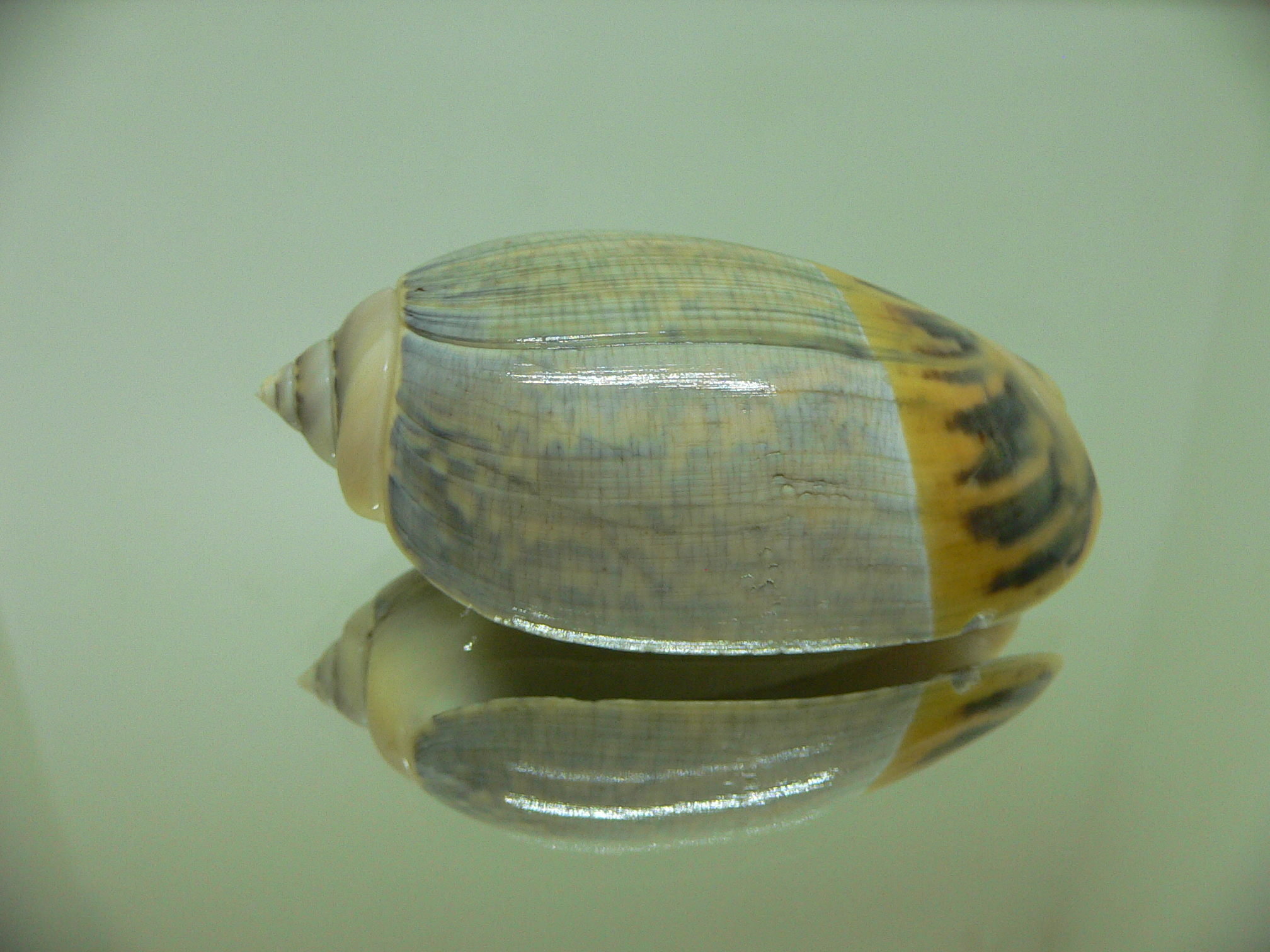 Agaronia gibbosa BIG на sea-shells.ru - Морские ракушки