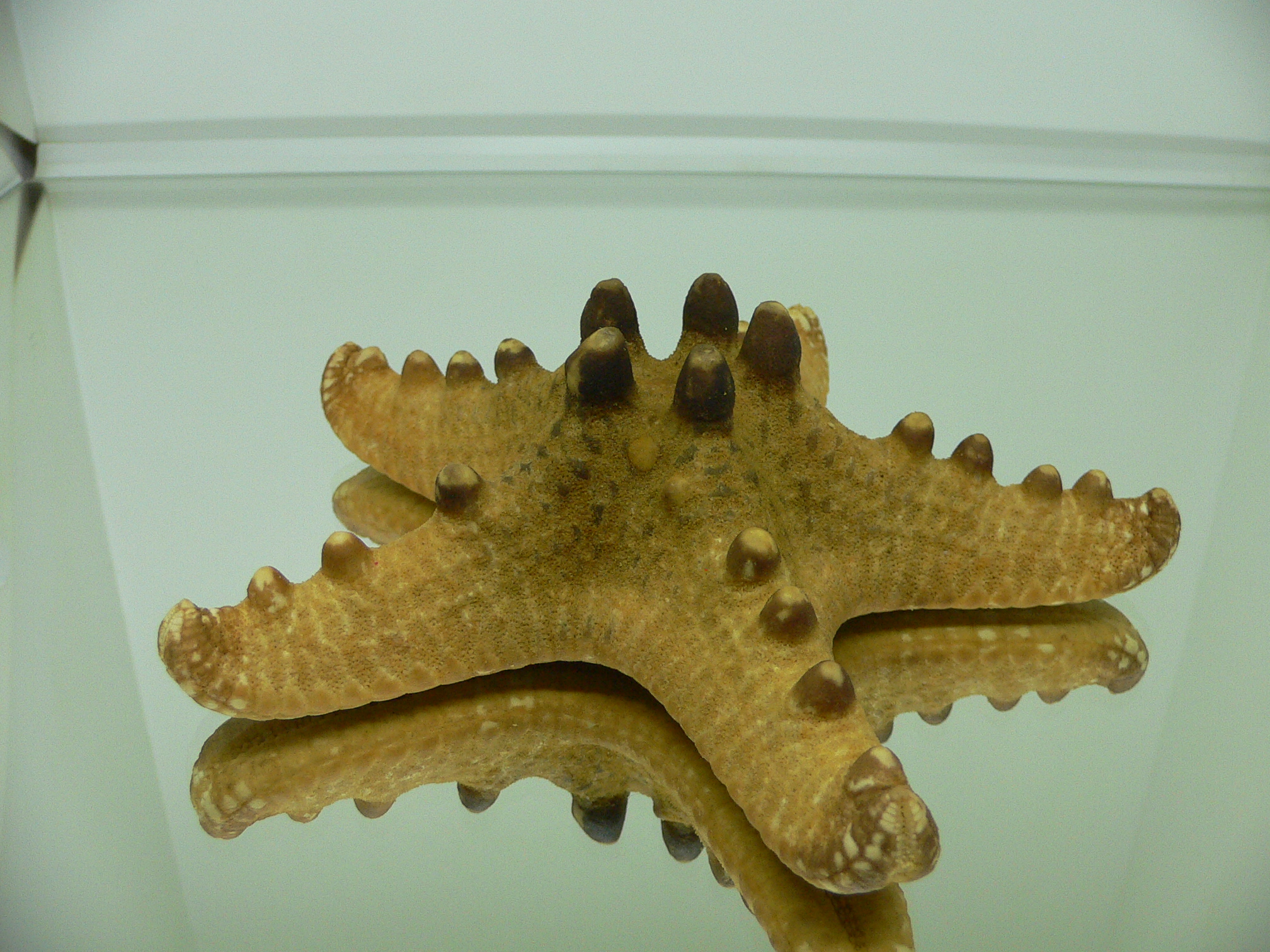 Protoreaster nodosus HORNED 14 на sea-shells.ru - Морские ракушки