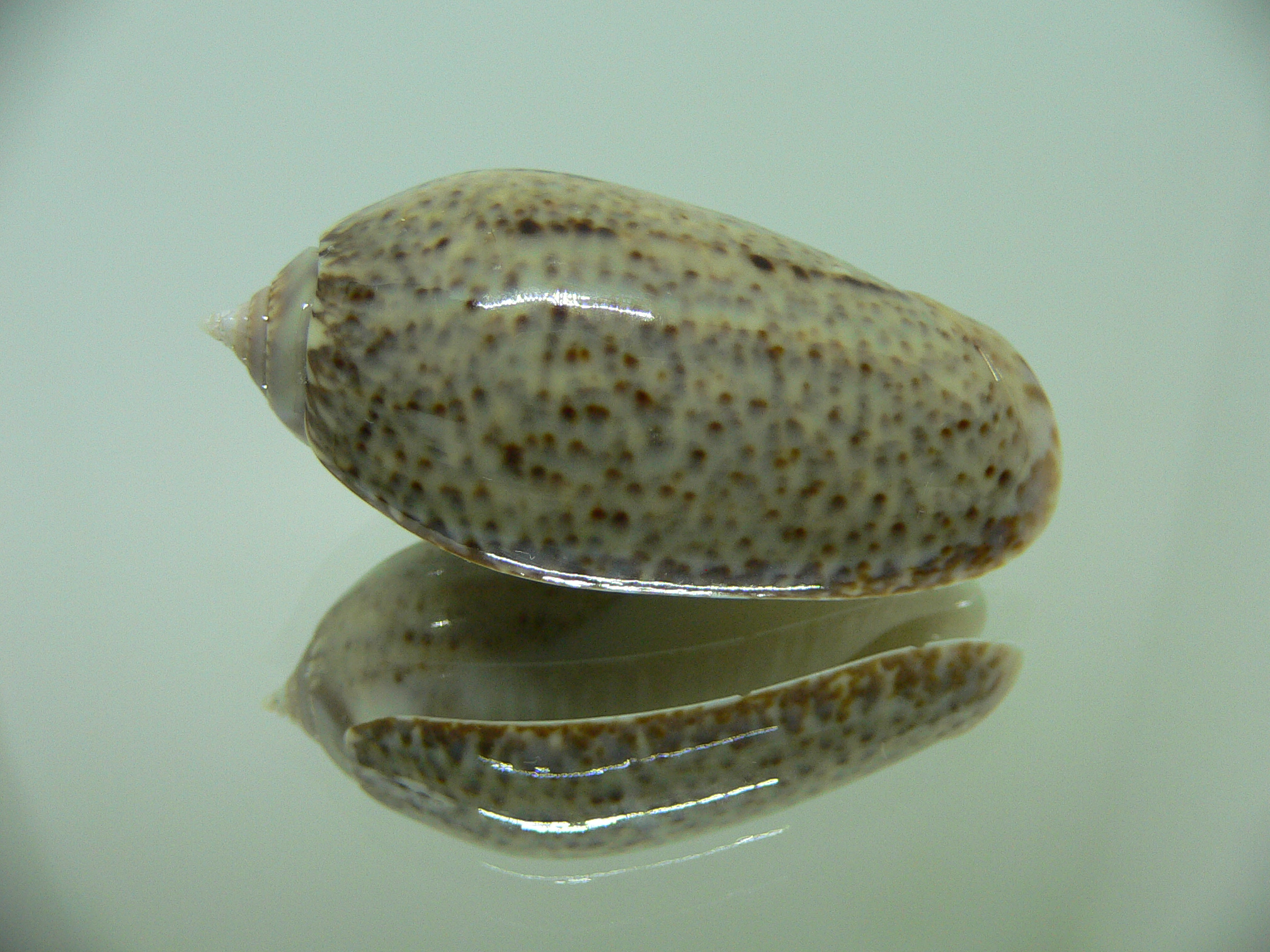 Oliva incrassata на sea-shells.ru - Морские ракушки