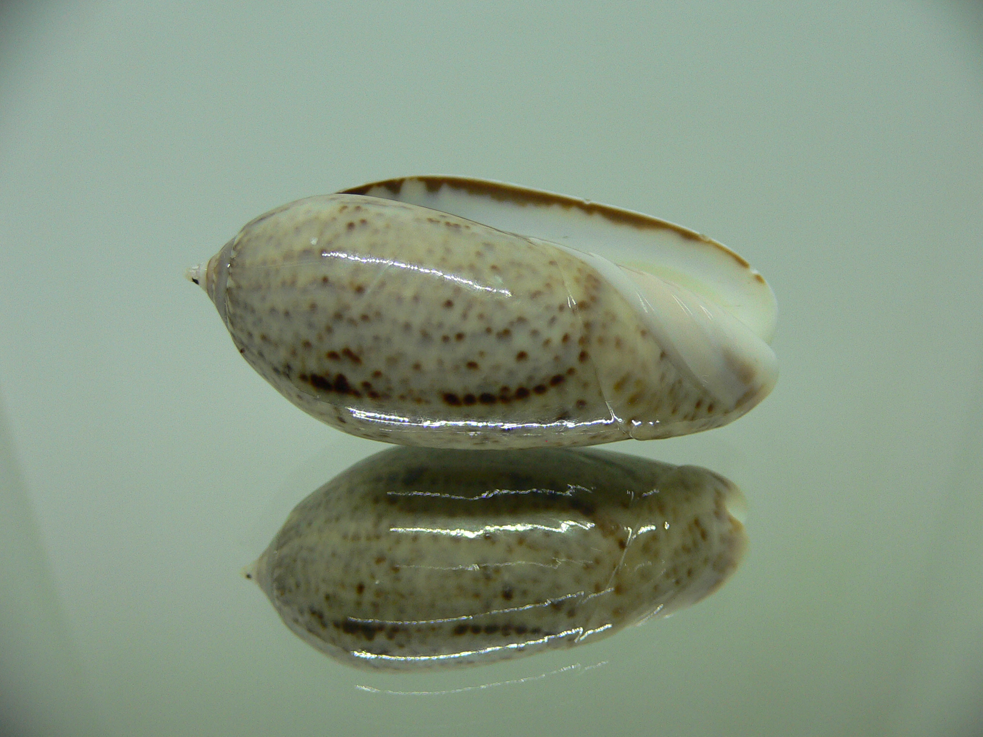 Oliva incrassata на sea-shells.ru - Морские ракушки