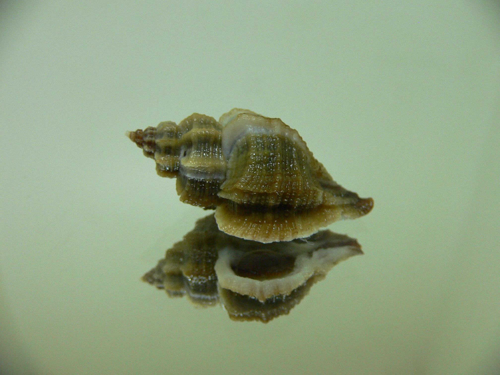 Ocenebra inornata NORTHERN FORM 14 на sea-shells.ru - Морские ракушки