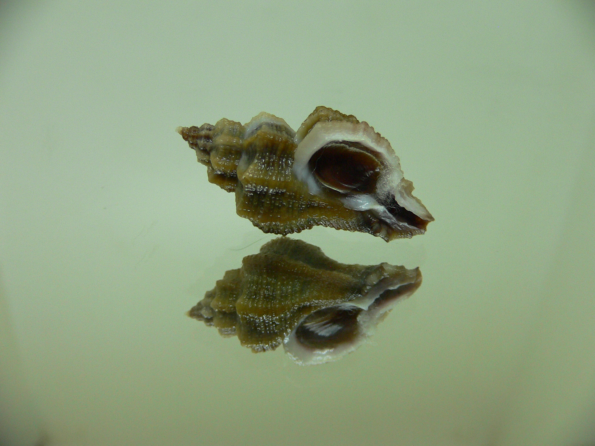 Ocenebra inornata NORTHERN FORM 14 на sea-shells.ru - Морские ракушки