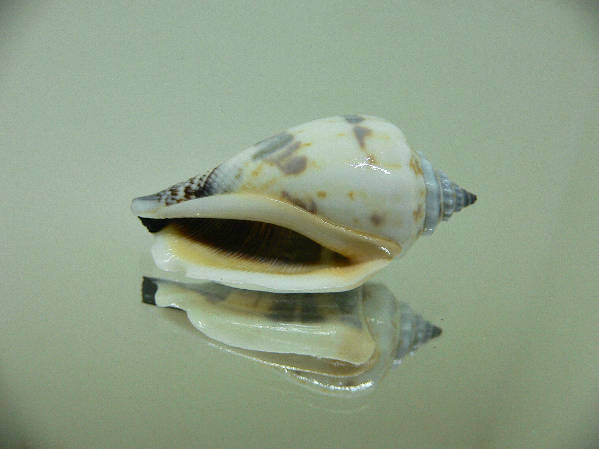 Strombus urceus incisum BLUE на sea-shells.ru - Морские ракушки