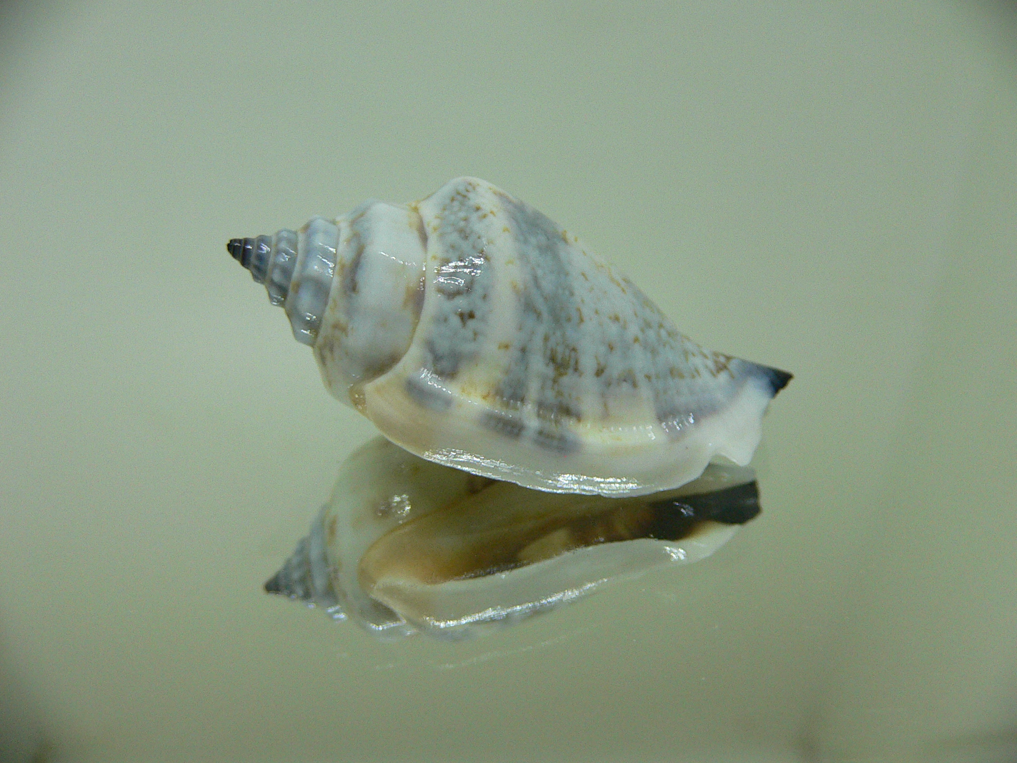 Strombus urceus incisum BLUE на sea-shells.ru - Морские ракушки