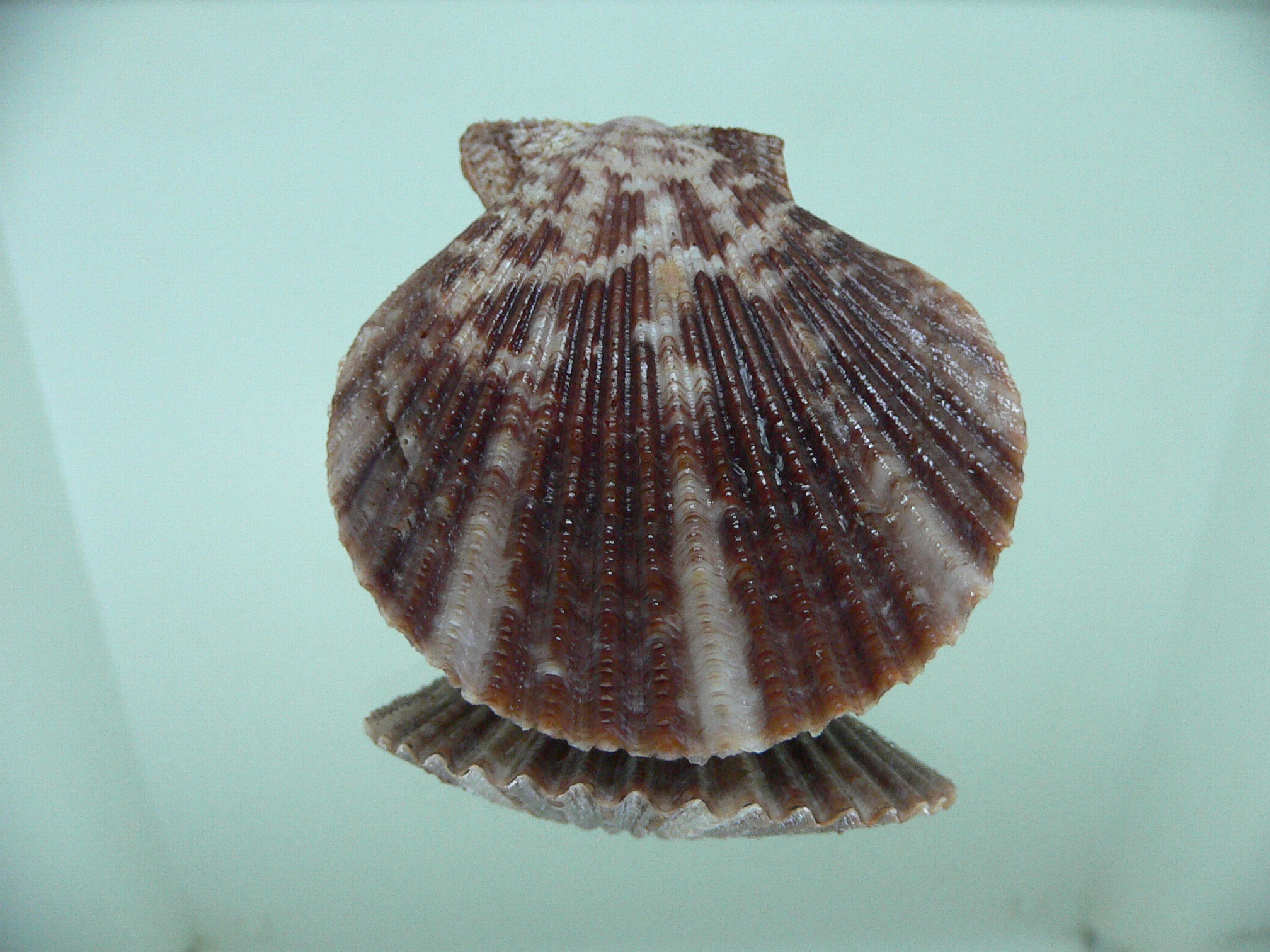 Argopecten ventricosus на sea-shells.ru - Морские ракушки