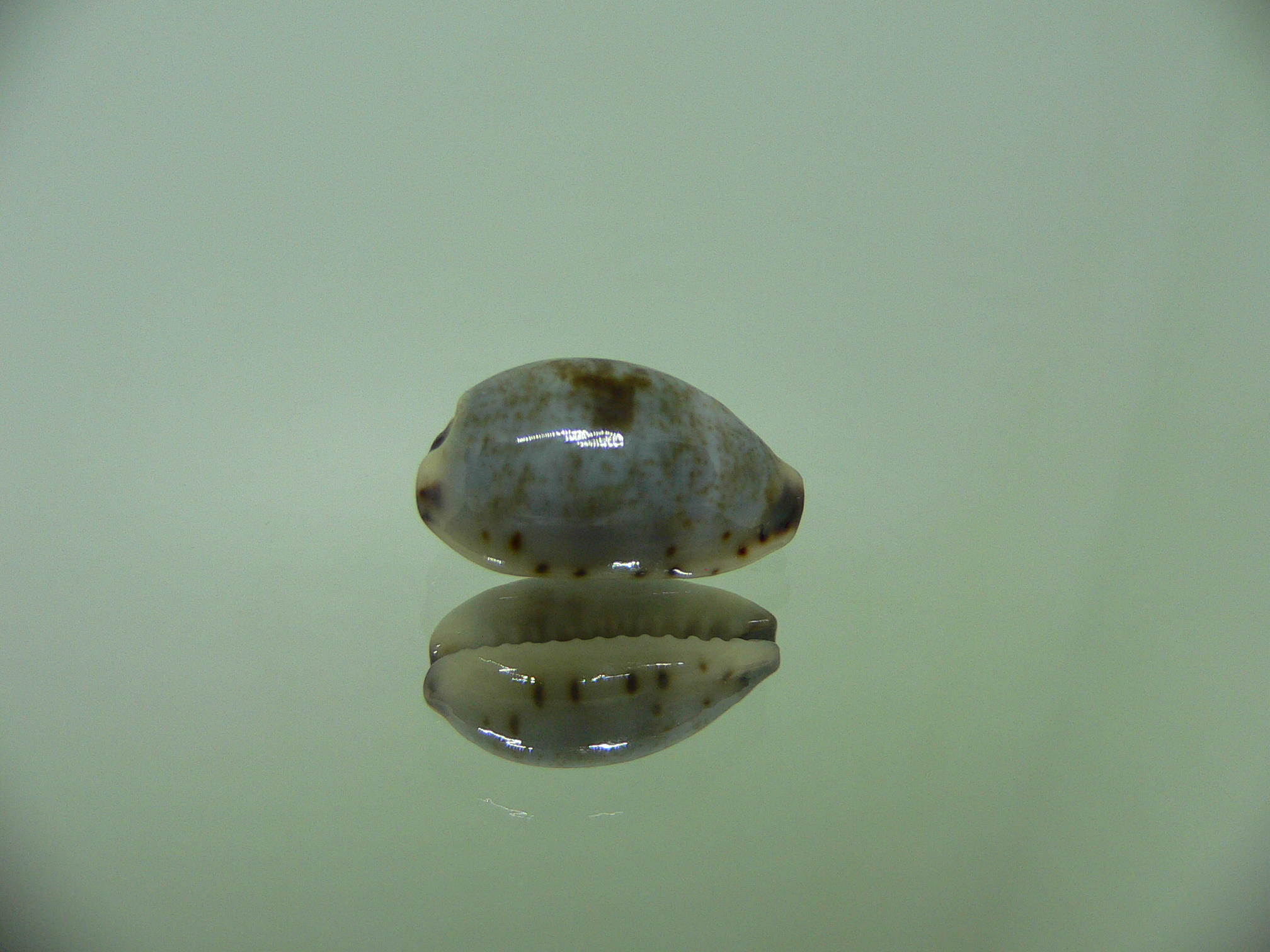 Cypraea gracilis gracilis DARK на sea-shells.ru - Морские ракушки