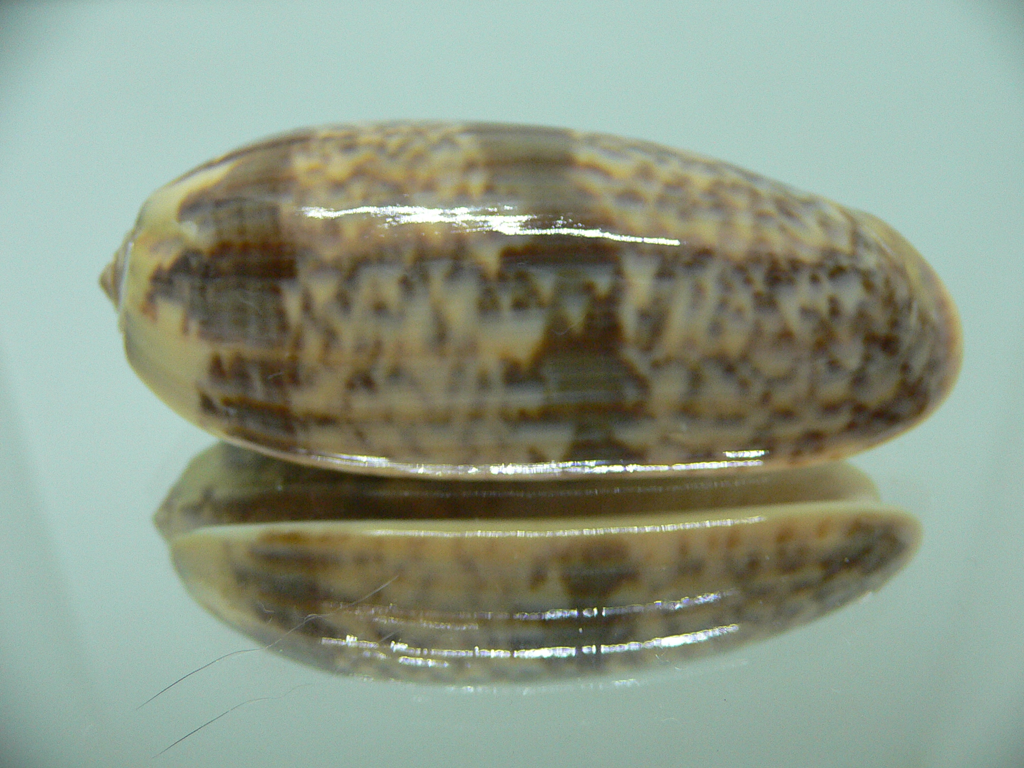 Oliva miniacea 1 на sea-shells.ru - Морские ракушки