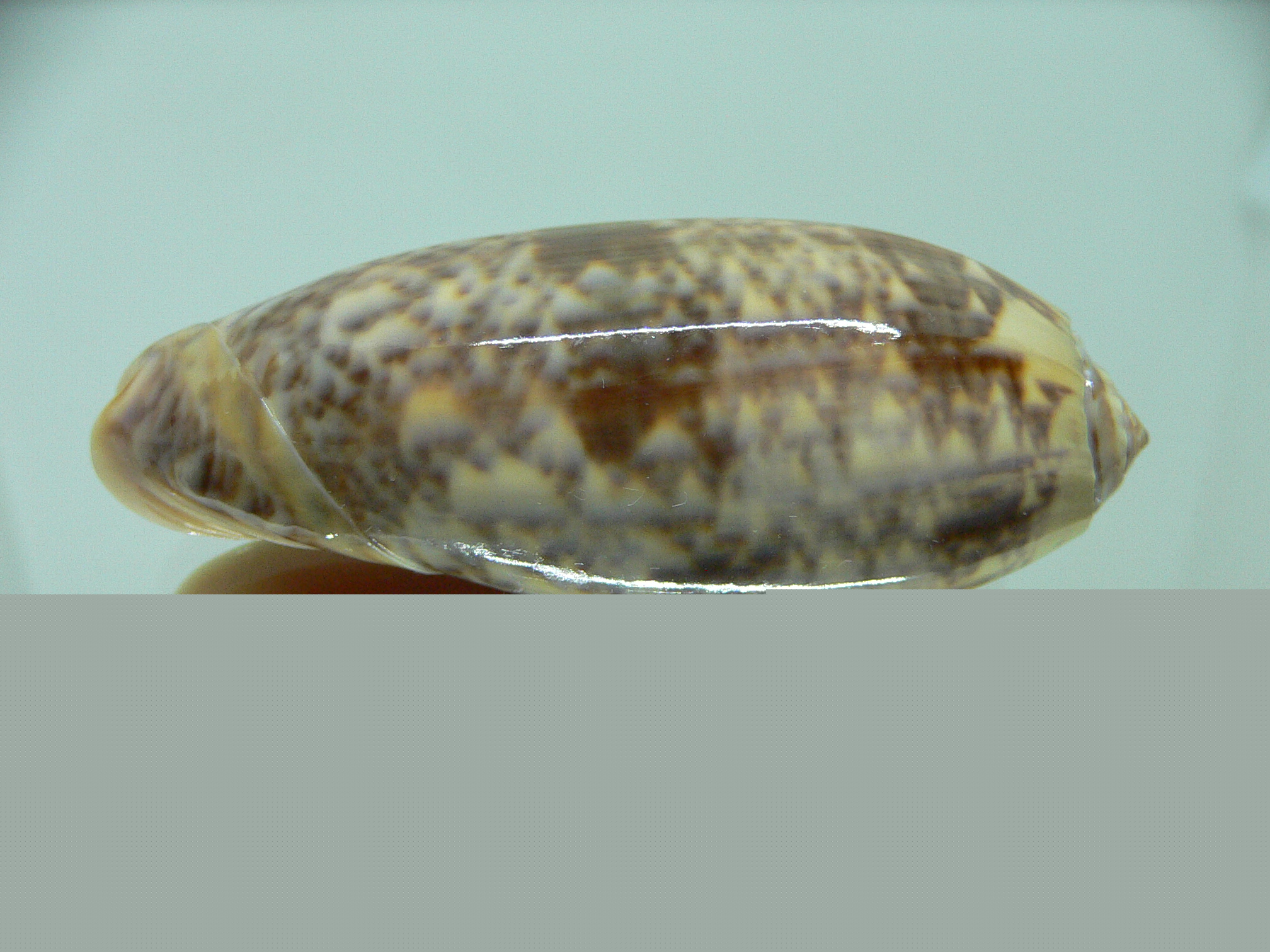 Oliva miniacea 1 на sea-shells.ru - Морские ракушки