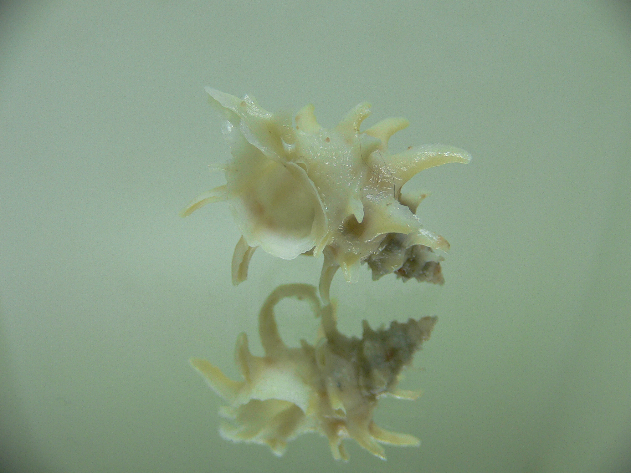 Babelomurex spinosus BENT BRANCH на sea-shells.ru - Морские ракушки