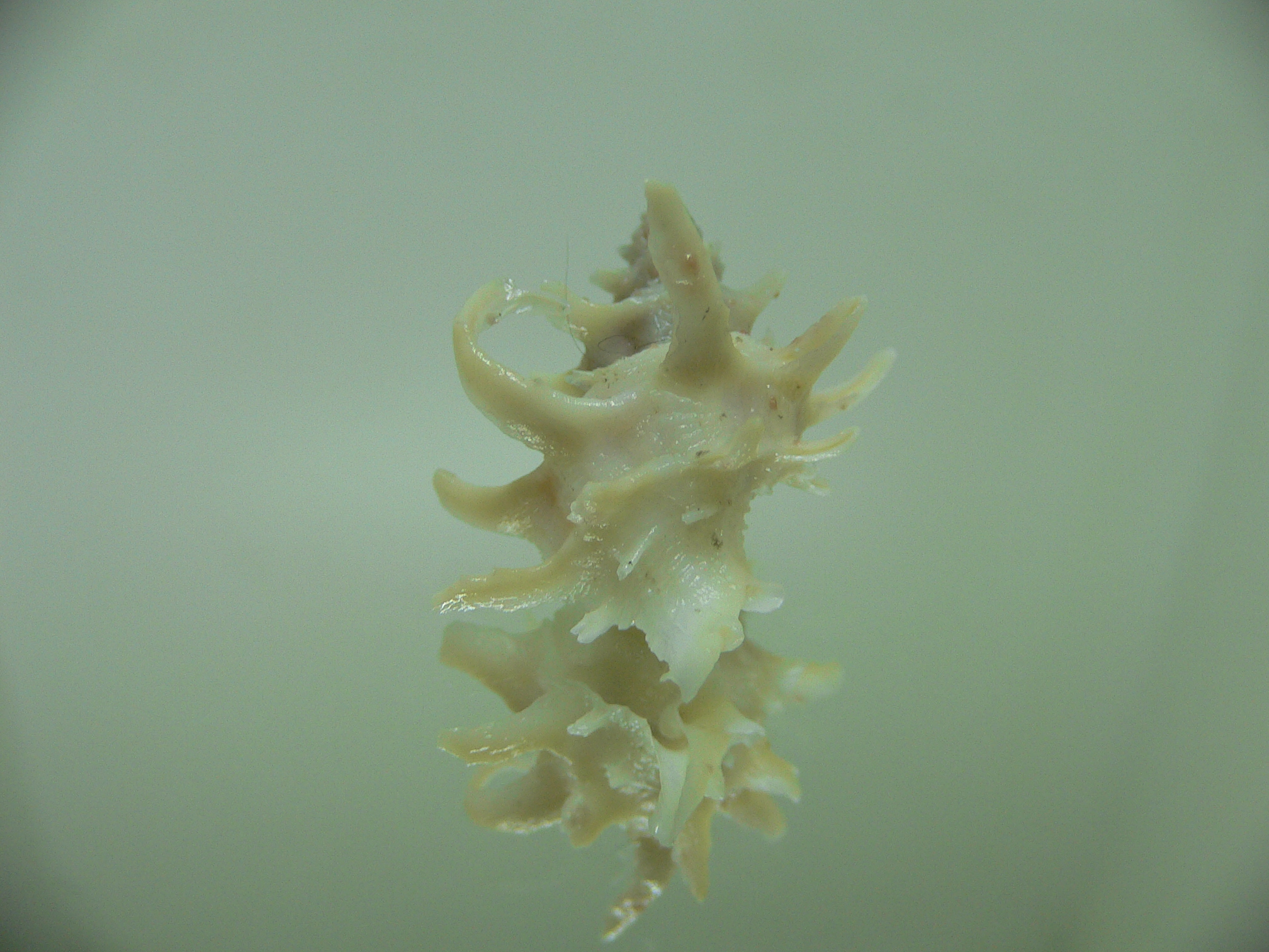 Babelomurex spinosus BENT BRANCH на sea-shells.ru - Морские ракушки