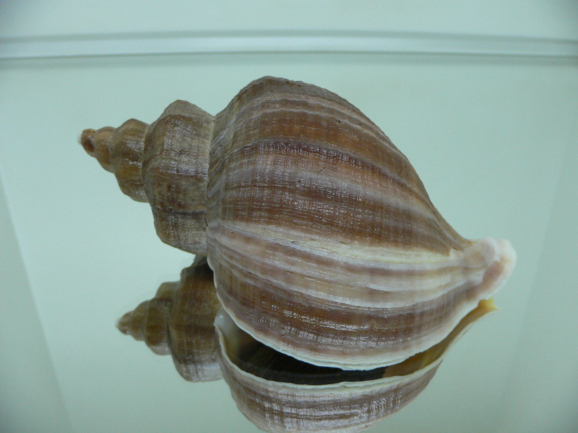 sea-shells.ru - Морские ракушки - страница 4