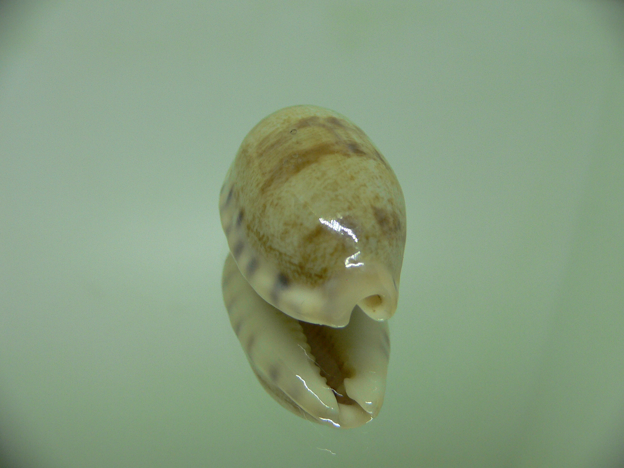 Talostolida teres alveolus (var.) BIG & SUPER на sea-shells.ru ...