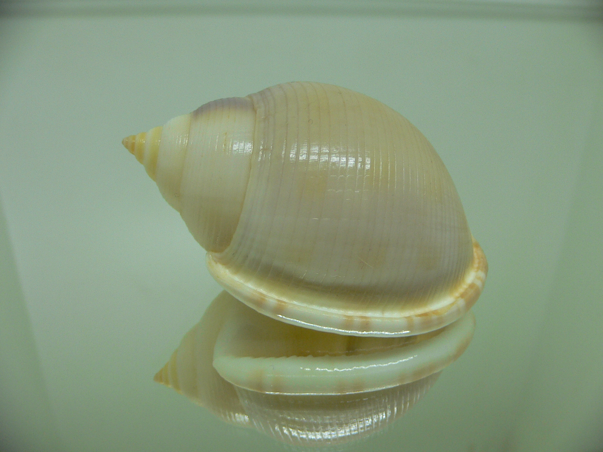 Semicassis bisulcata diuturna (var.) VERY BIG на sea-shells.ru ...